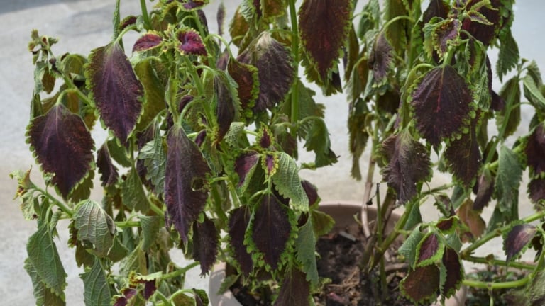 15 Common Problems With Coleus Plants