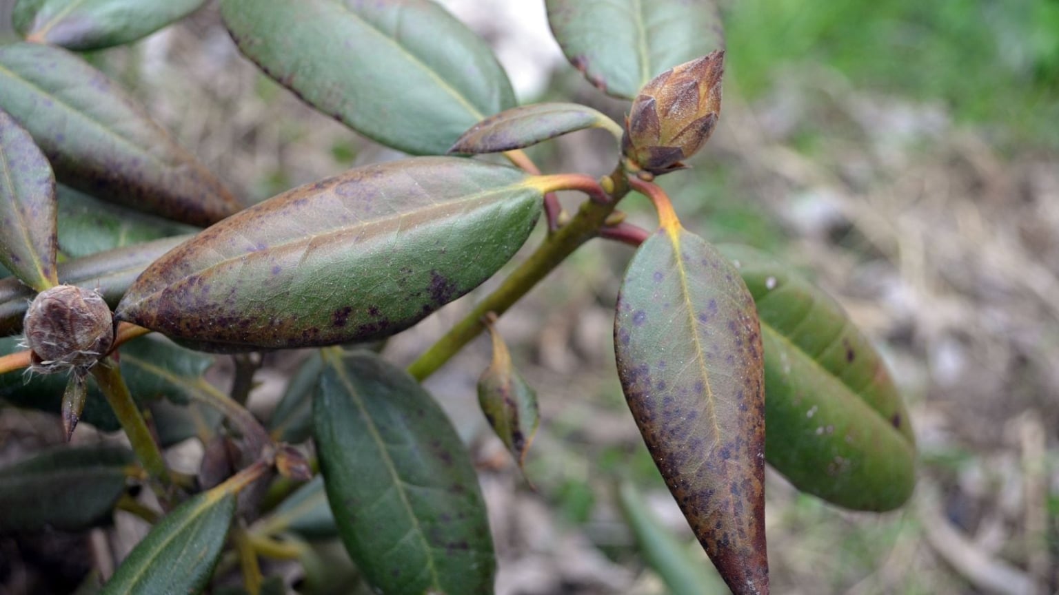 8 Reasons Your Azaleas Are Turning Brown and Dying