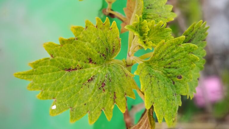 15 Common Problems With Coleus Plants