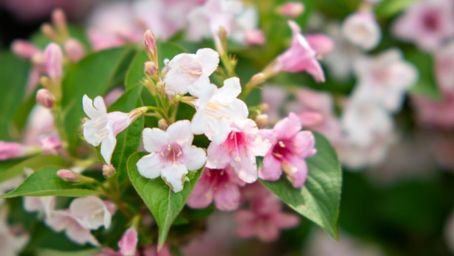 How to Plant, Grow, and Care for Weigela