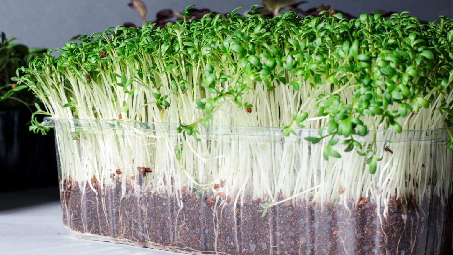 How To Grow Turnip Microgreens in 5 Easy Steps