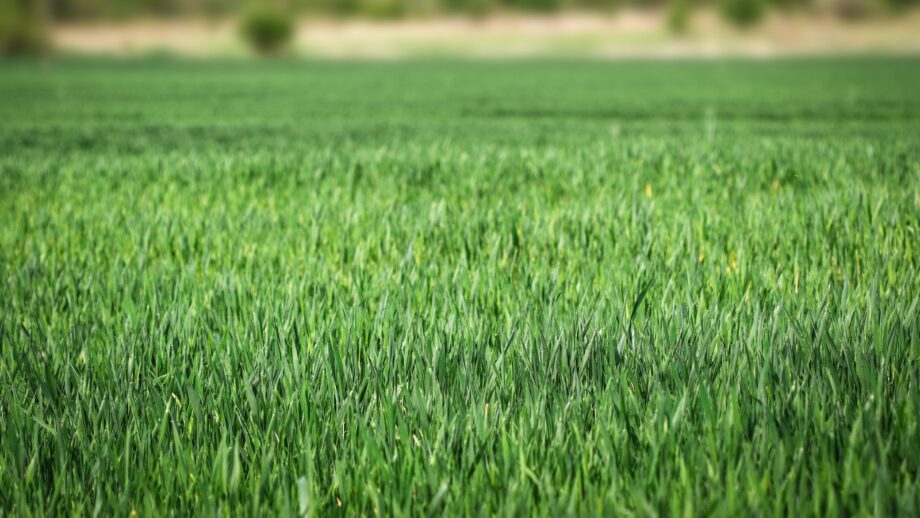 Rye Cover Crop: Winter Ground Covers