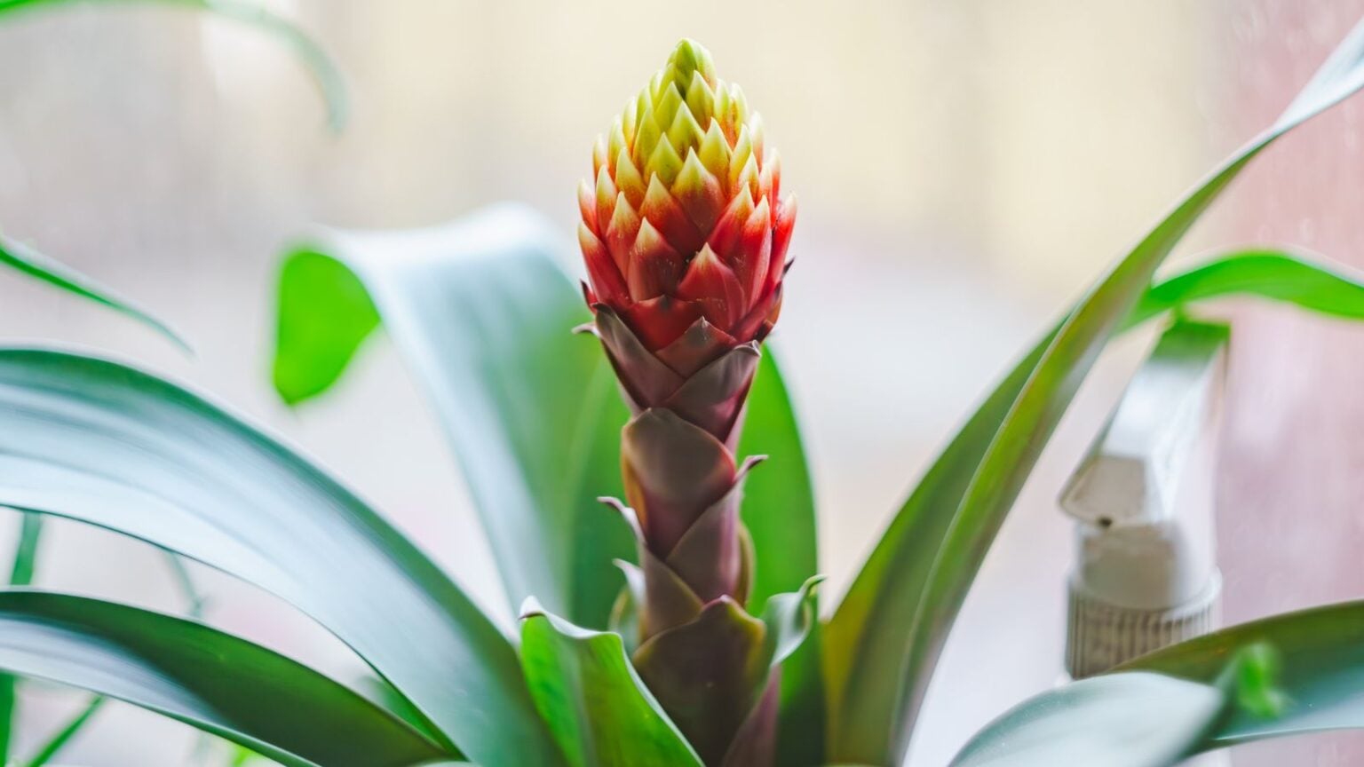 How to Plant, Grow, and Care for Guzmania