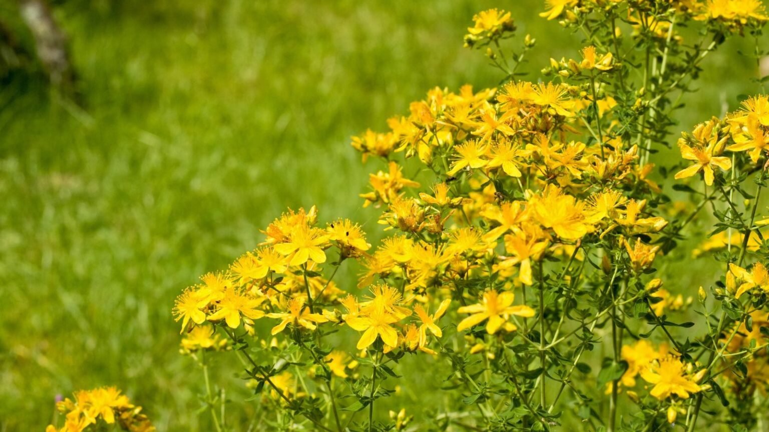 How to Plant, Grow, and Care for St John’s wort
