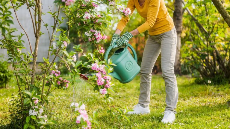 How to Plant, Grow, and Care for Weigela