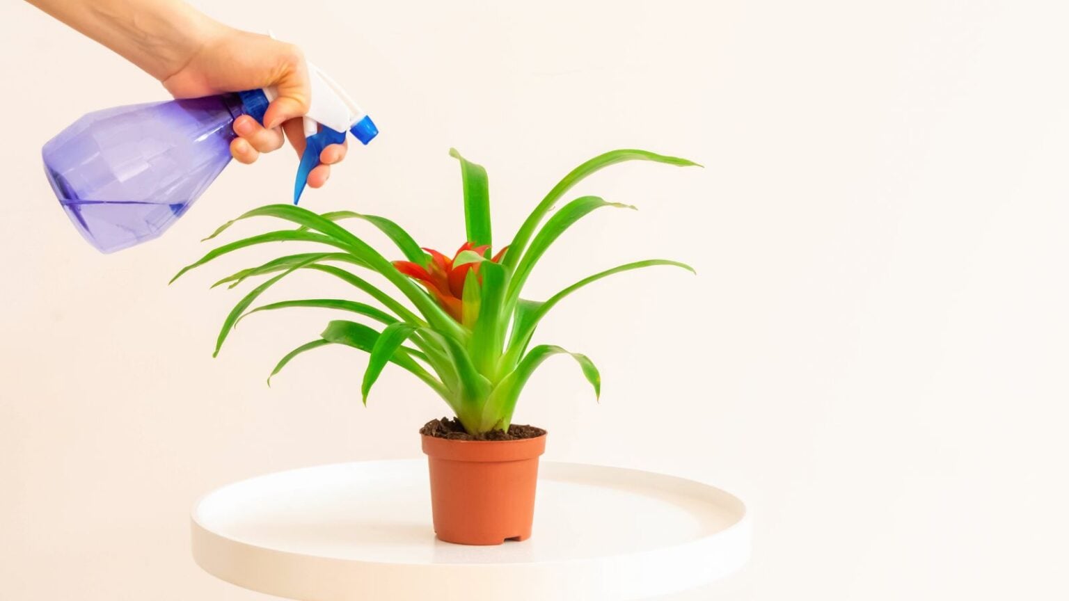 9 Ways to Get Bromeliad Plants to Rebloom