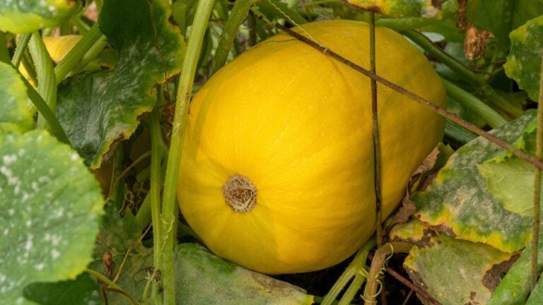 How to Plant, Grow, and Care for Spaghetti Squash