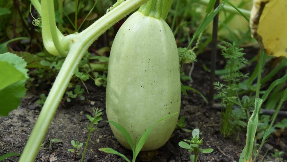 How to Plant, Grow, and Care for Spaghetti Squash