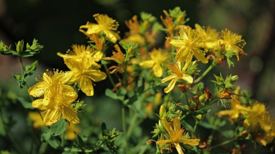 How to Plant, Grow, and Care for St John’s wort