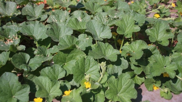 How to Plant, Grow, and Care for Spaghetti Squash