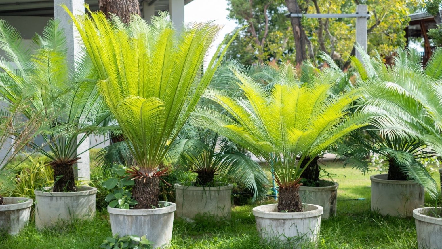 17 Small Palm Trees For Home Gardens