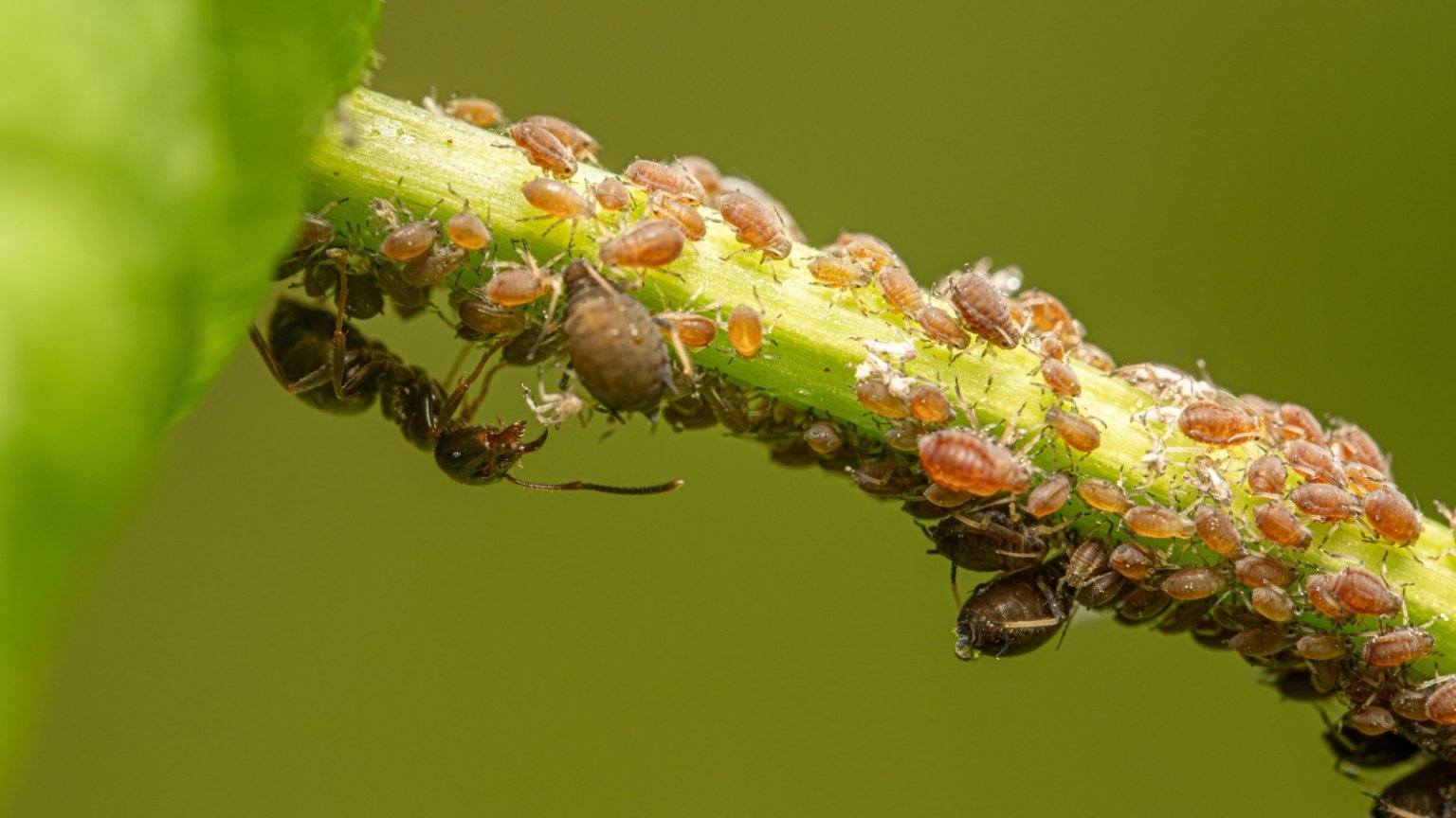 5 Common ZZ Plant Pests: Identification and Treatment