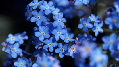 How to Plant, Grow, and Care for Forget-Me-Not Flower