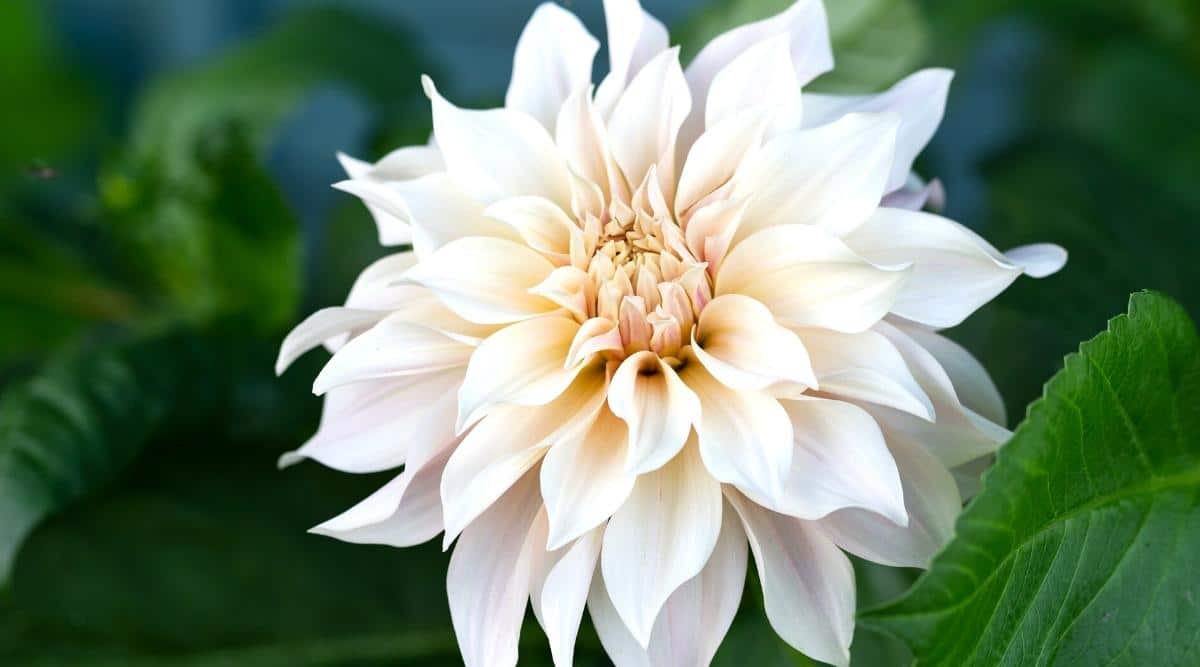 White Dahlia Bouquet
