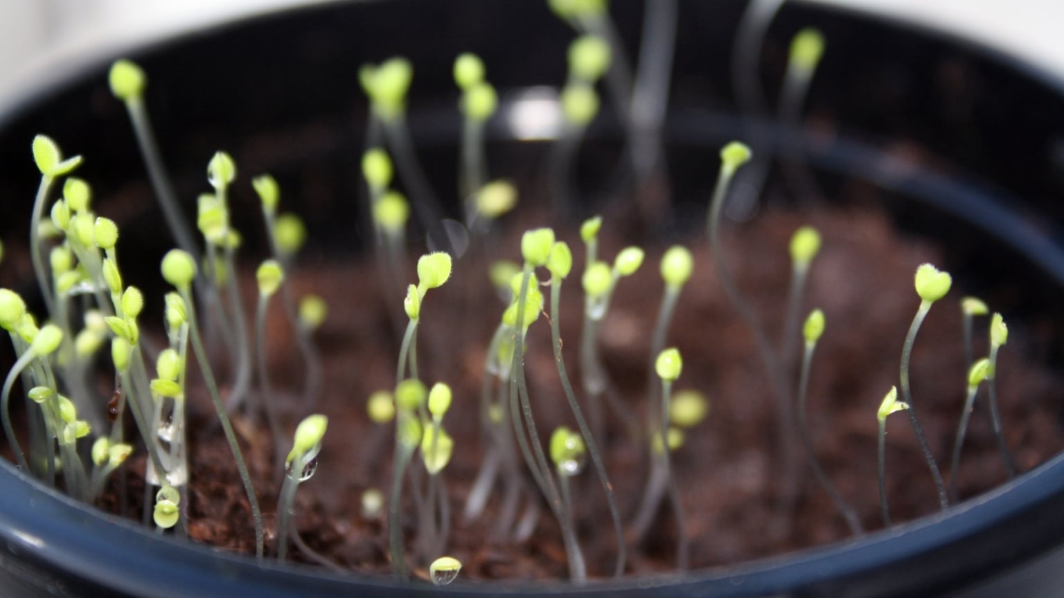How to Plant, Grow, and Care for Forget-Me-Not Flower