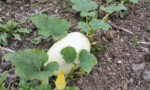 Growing Spaghetti Squash: Plant Pasta Galore