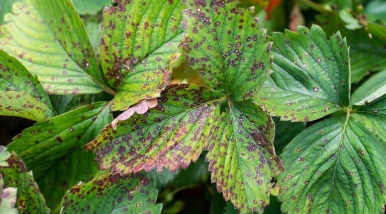 11 Strawberry Diseases: How to Identify, Prevent, and Treat Them