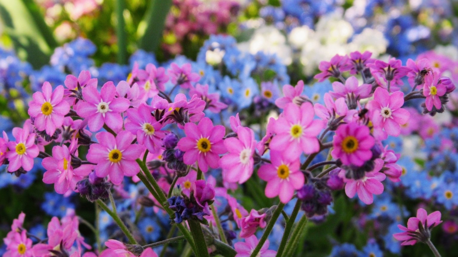 How to Plant, Grow, and Care for Forget-Me-Not Flower