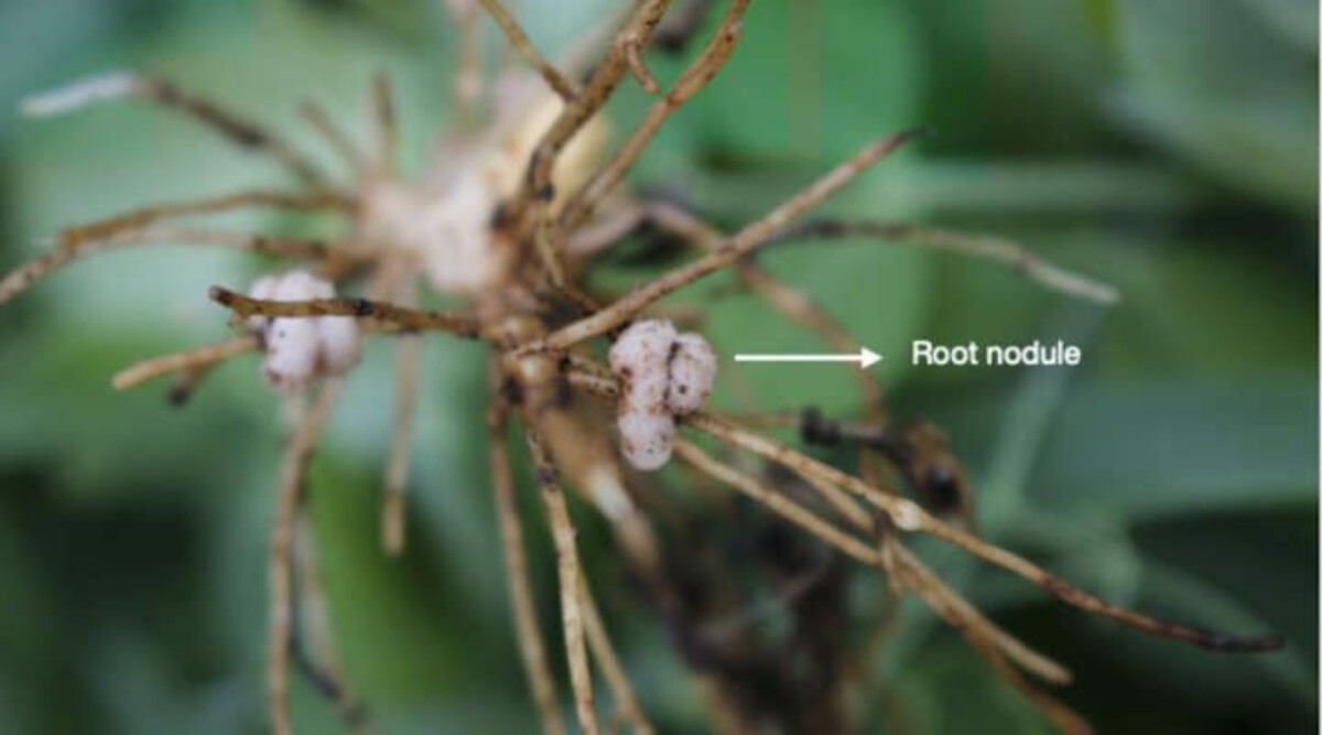 Biological Nitrogen Fixation: How It Works - Epic Gardening