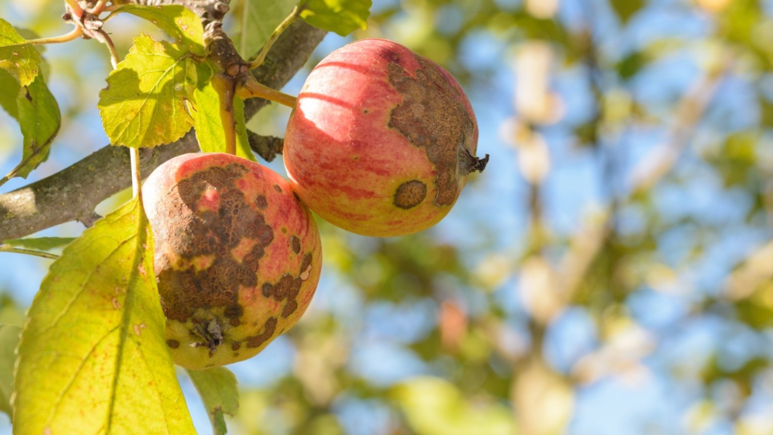 How to Identify, Control, and Prevent Apple Scab