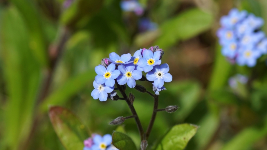 How to Plant, Grow, and Care for Forget-Me-Not Flower