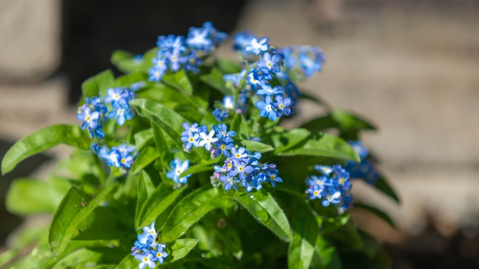 How to Plant, Grow, and Care for Forget-Me-Not Flower