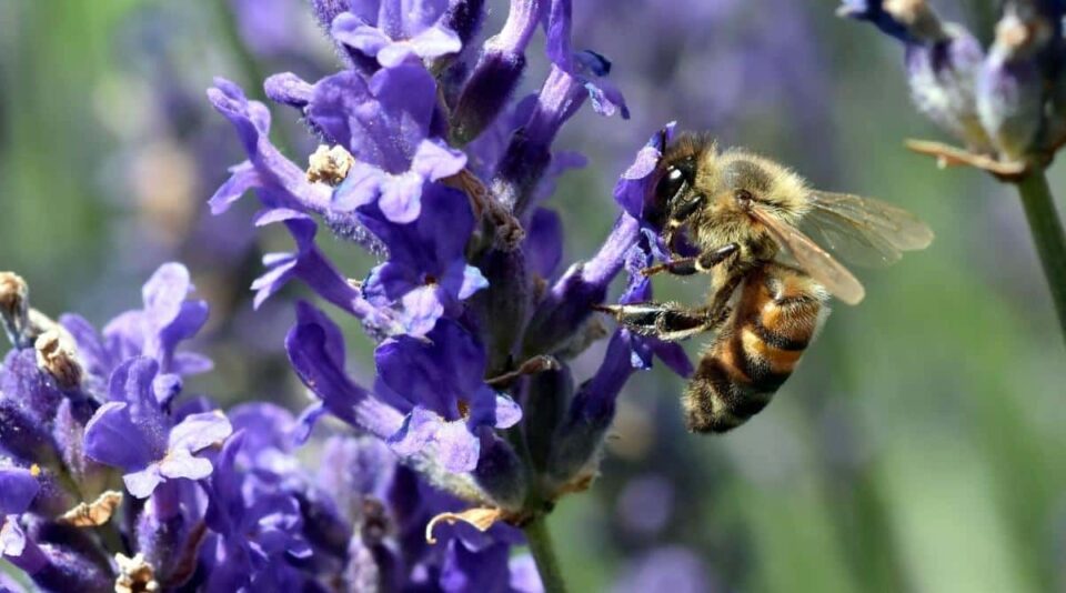 Lavender Varieties: 31 Different Types of Lavender Cultivars