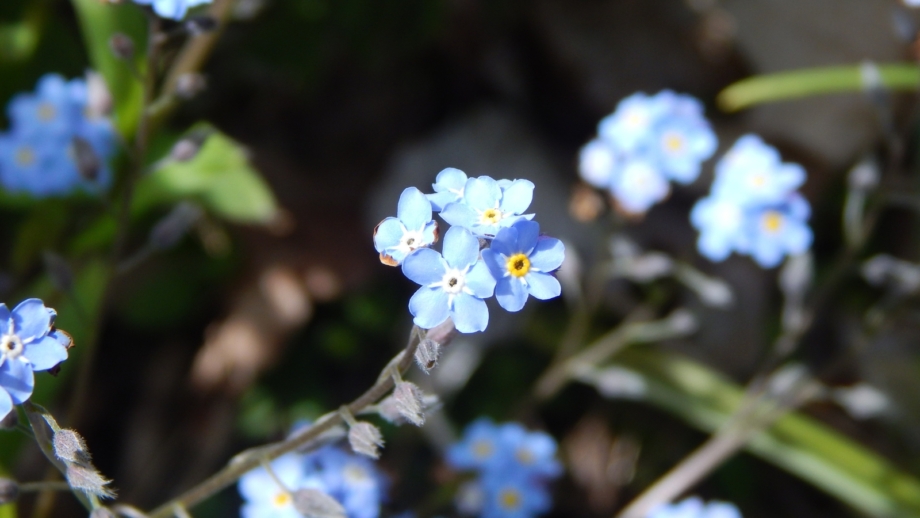 How to Plant, Grow, and Care for Forget-Me-Not Flower