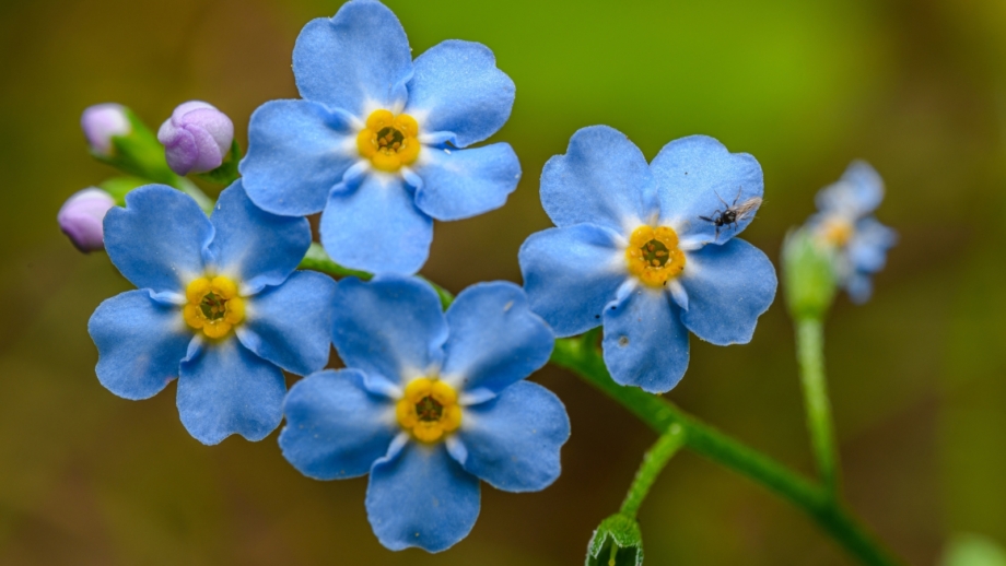 How to Plant, Grow, and Care for Forget-Me-Not Flower