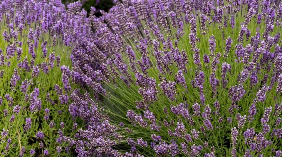 Lavender Varieties: 31 Different Types of Lavender Cultivars