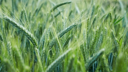 Rye Cover Crop: Winter Ground Covers