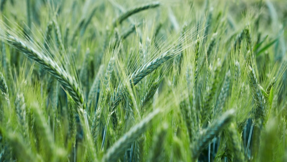 Rye Cover Crop: Winter Ground Covers