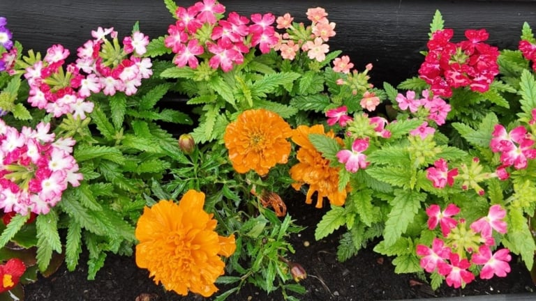 Marigold Companion Plants: 27 Plants to Grow With Marigolds
