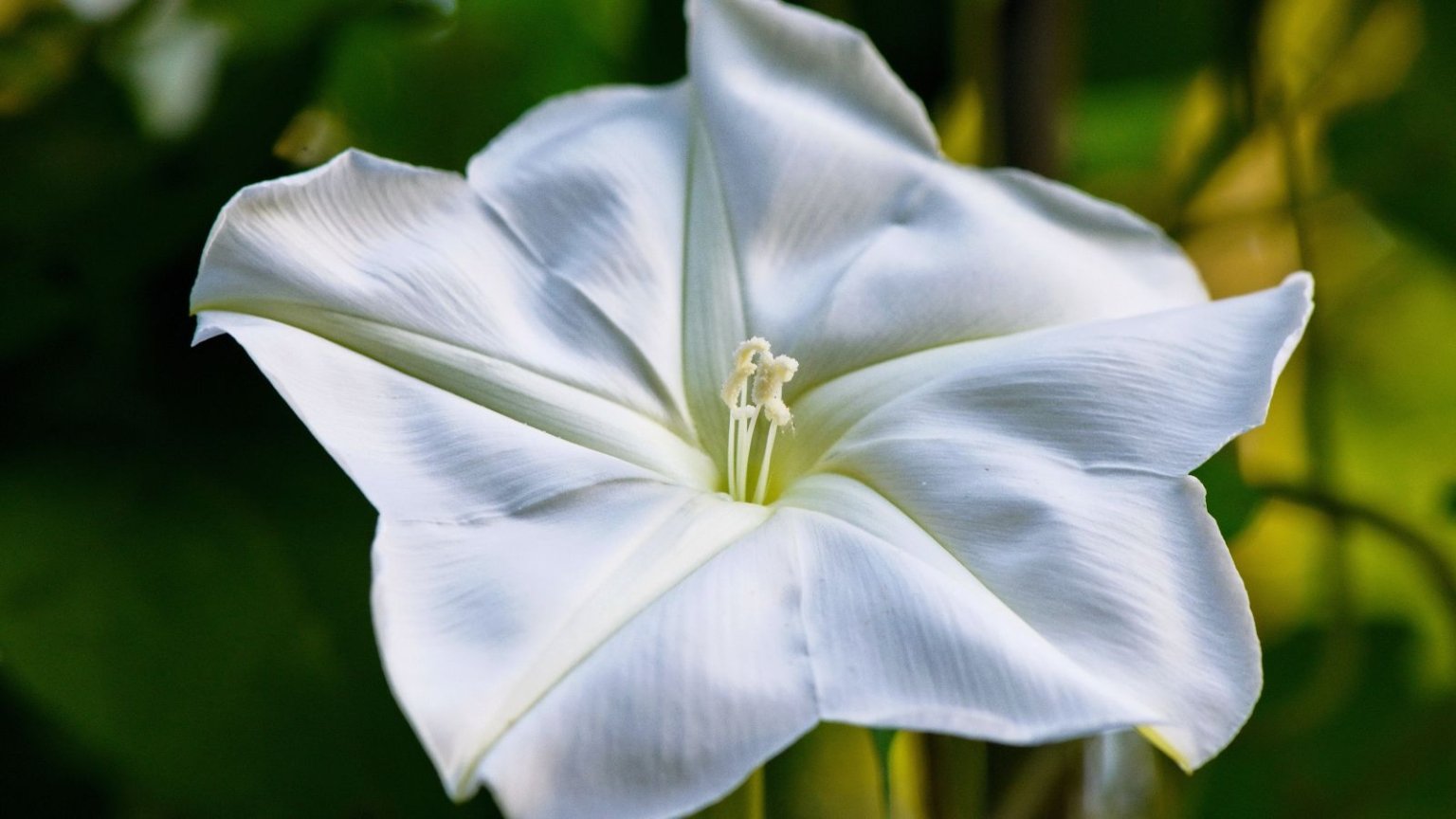 How to Plant, Grow, and Care for Moon Flower