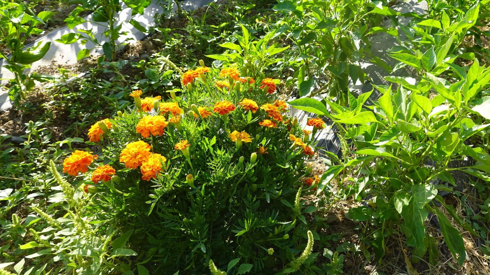 Marigold Companion Plants: 27 Plants to Grow With Marigolds