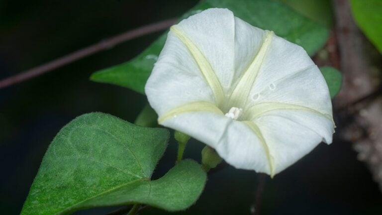 How to Plant, Grow, and Care for Moon Flower