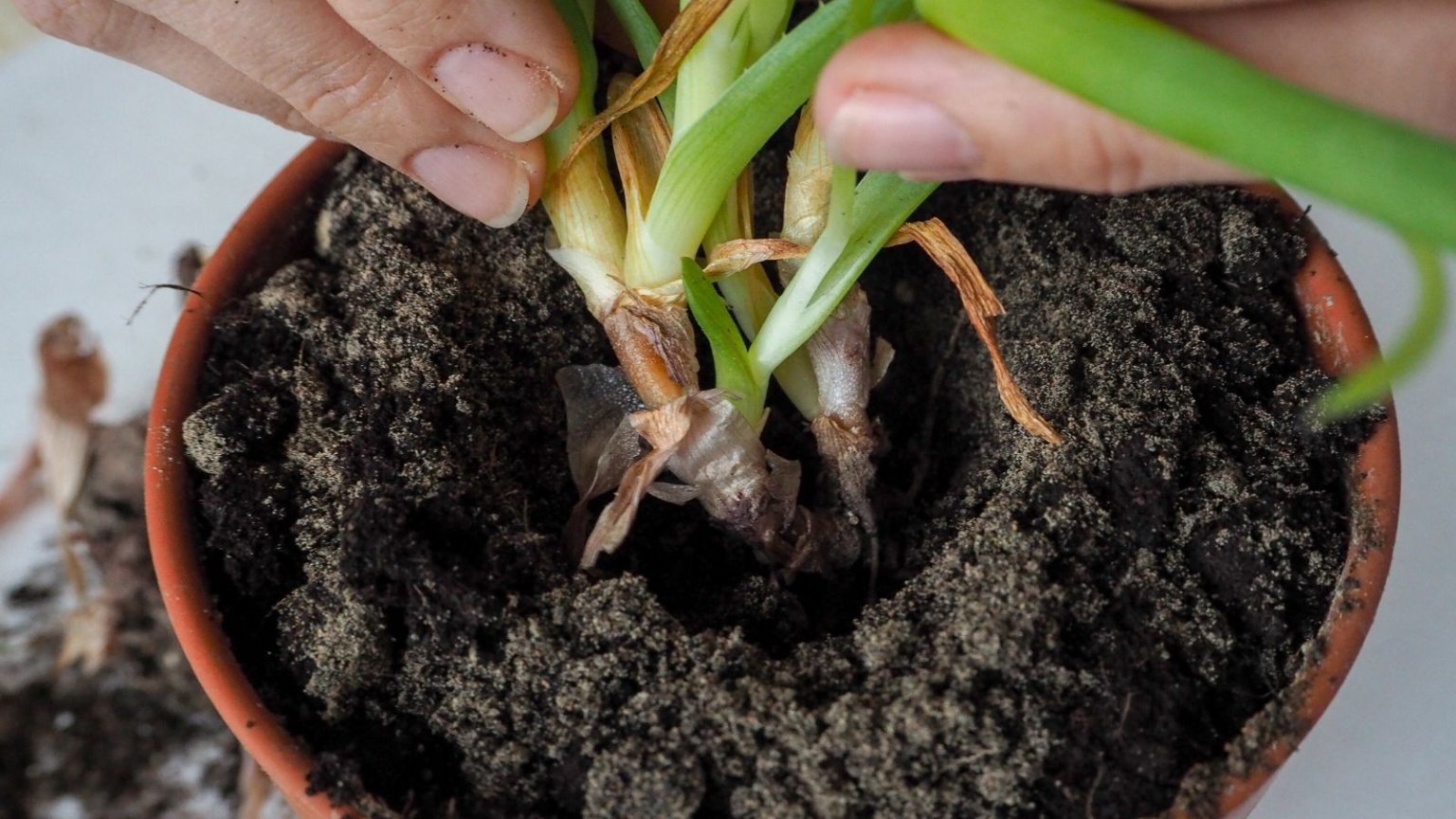 How to Save an Aloe Vera Plant With Root Rot