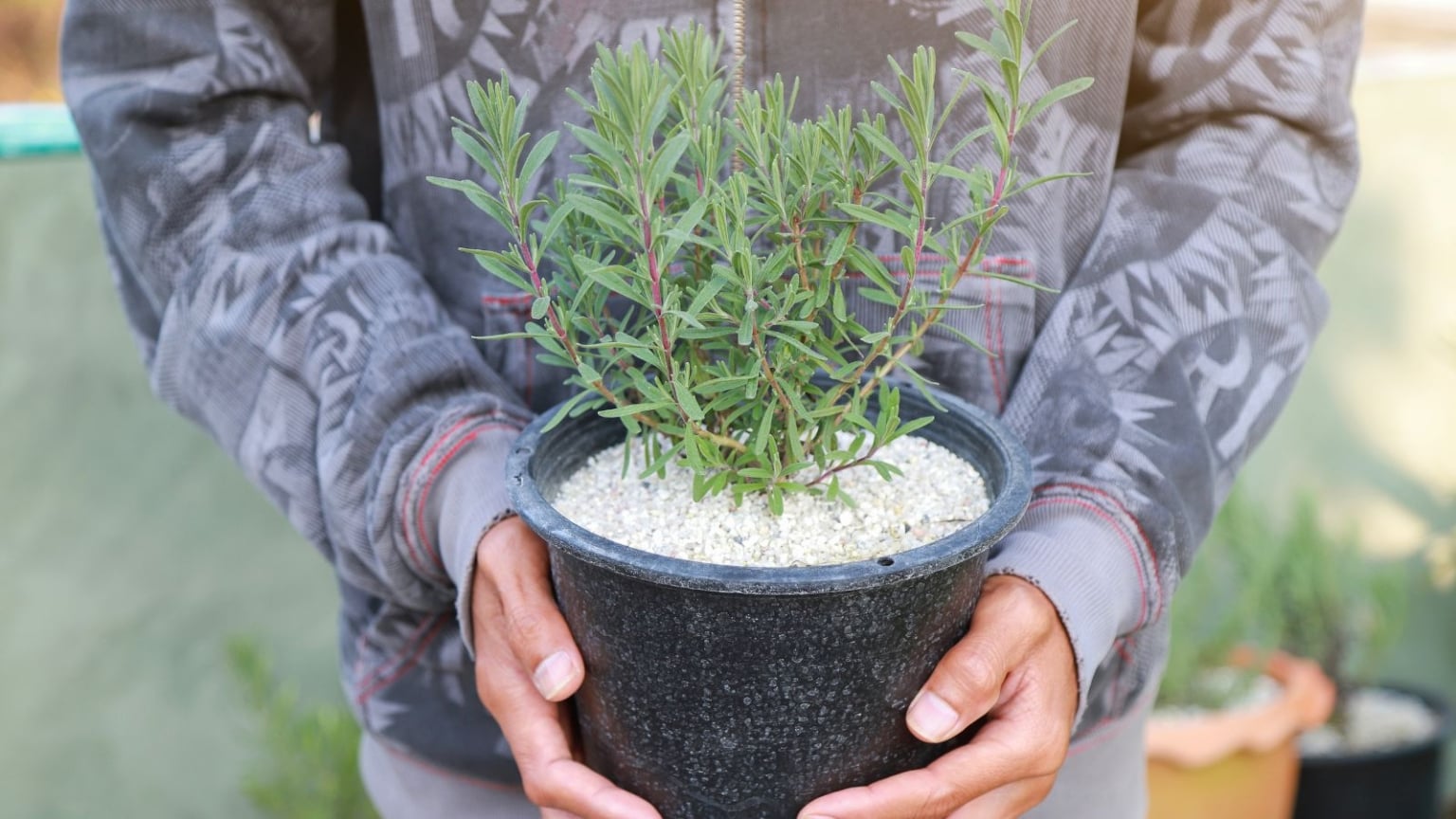 11 Reasons Your Lavender Is Not Blooming and How to Fix it