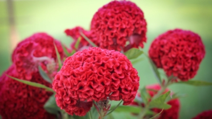 How to Plant, Grow, and Care for Cockscomb Flowers (Celosia)