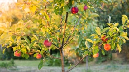 Apple Tree Growth Stages: How Fast Do Apple Trees Grow?