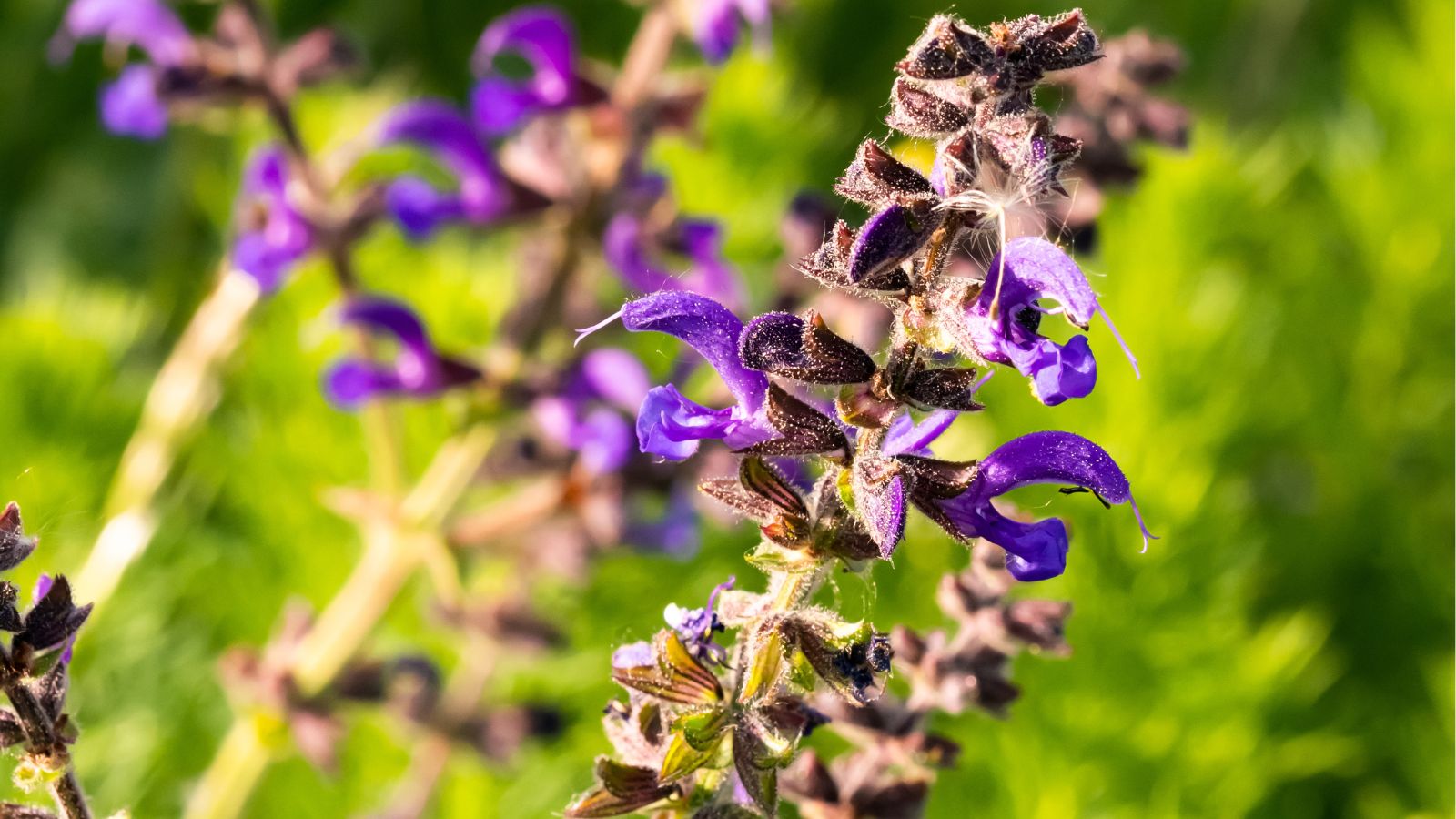 11 Common Problems With Salvia Plants