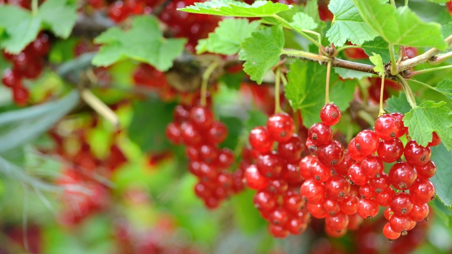 How to Plant, Grow, and Care for Currants