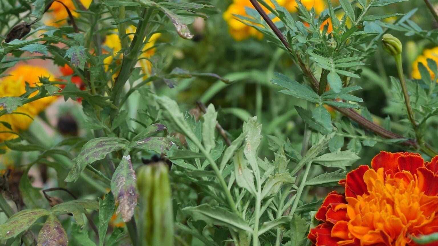 14 Common Marigold Problems and How to Fix Them
