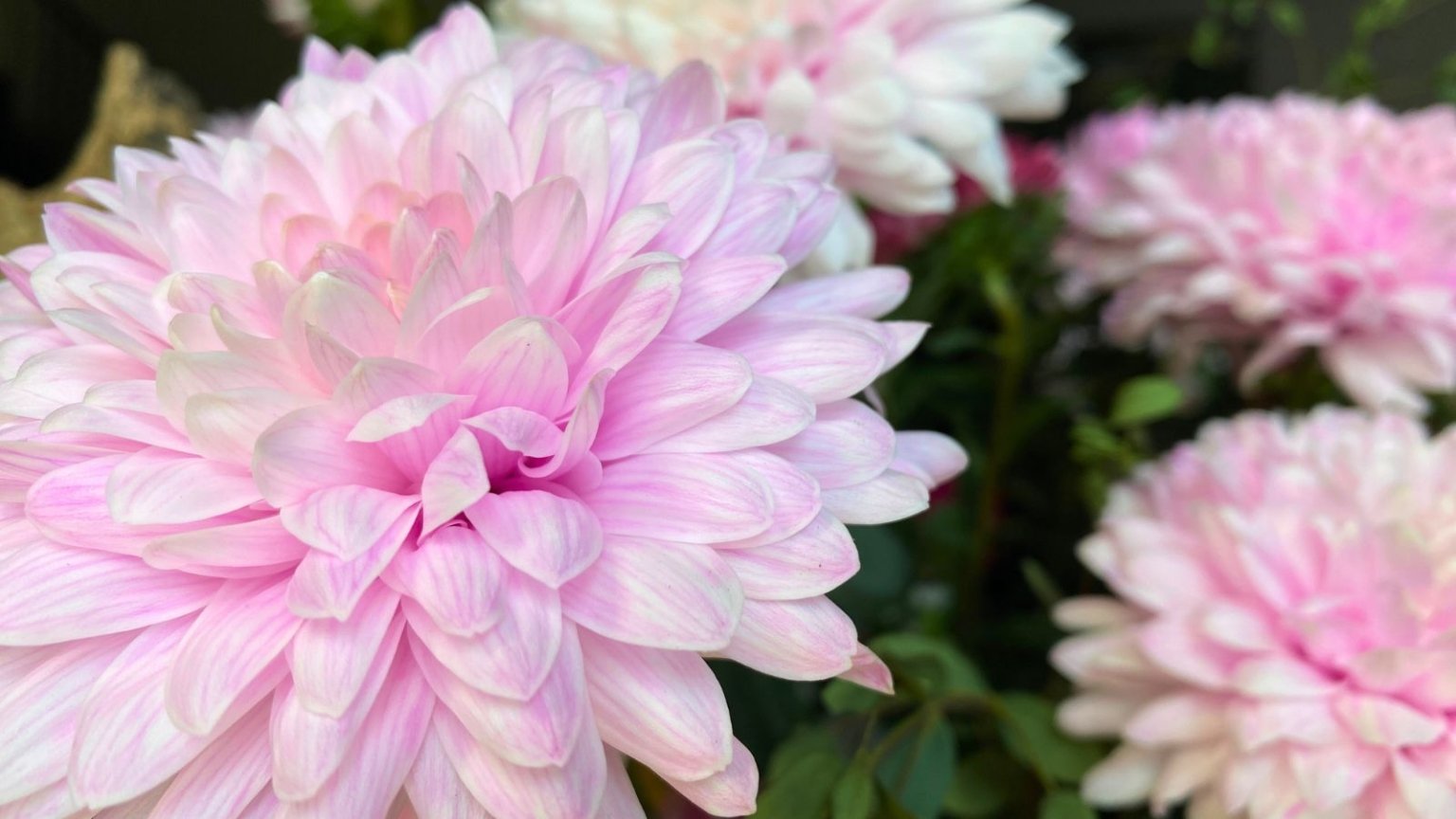 14 Beautiful Types of Chrysanthemum For Fall Gardens