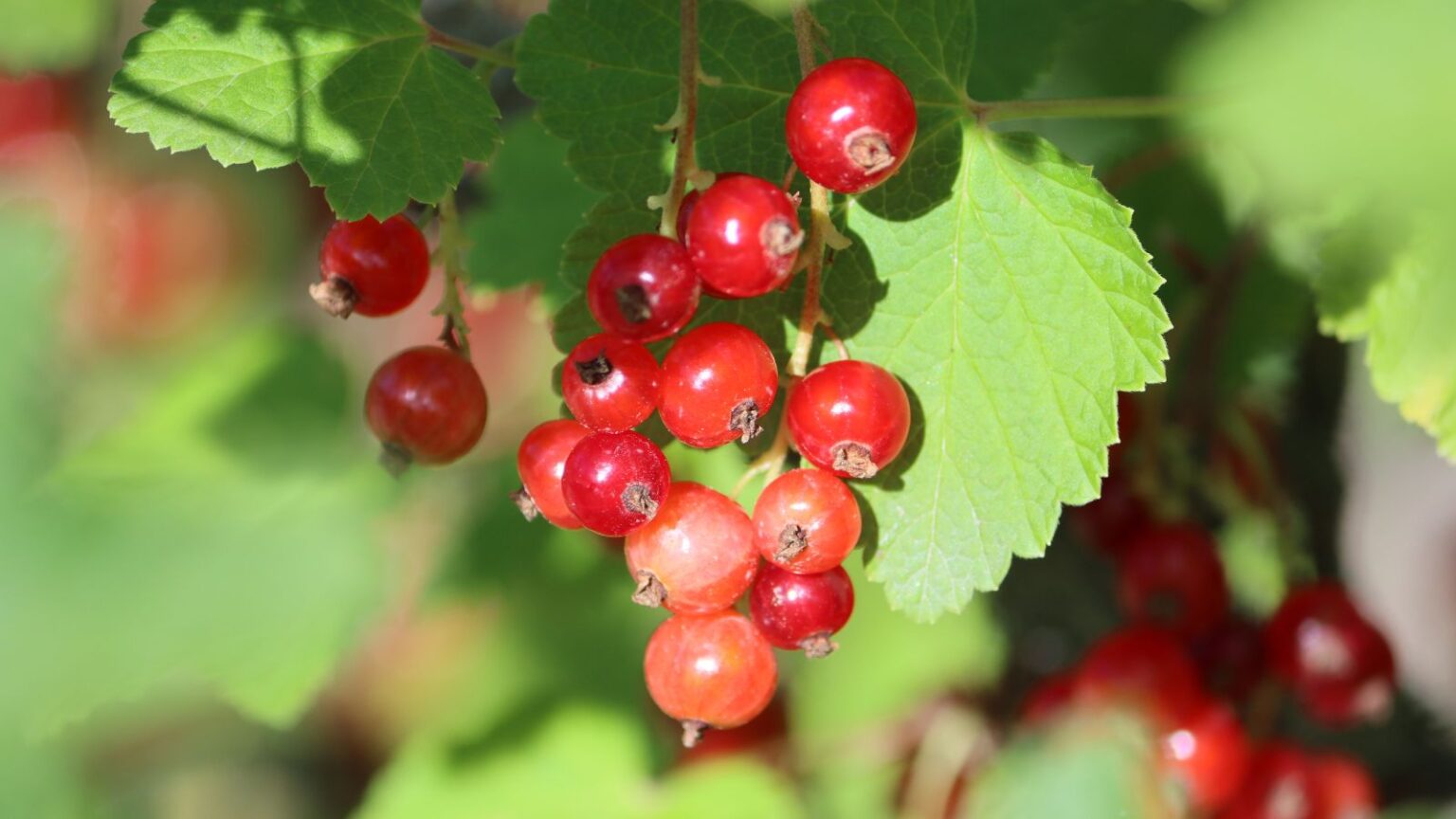 How to Plant, Grow, and Care for Currants