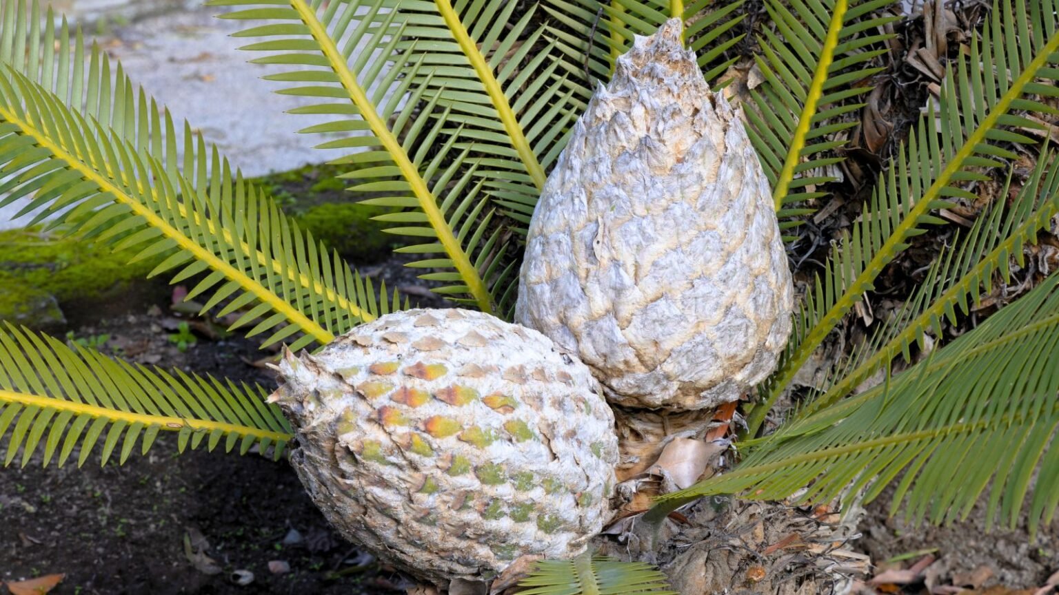 How to Plant, Grow, and Care for Dioon Edule