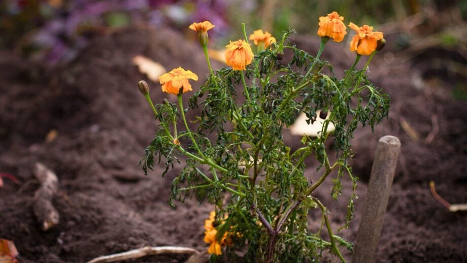 14 Common Marigold Problems and How to Fix Them