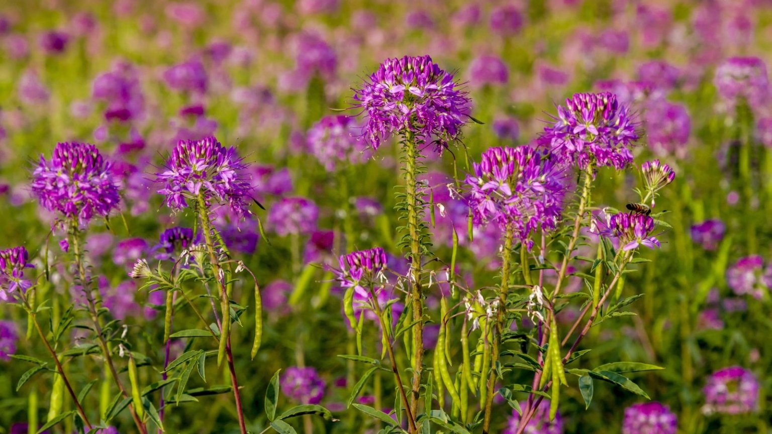 How to Plant, Grow, and Care for Rocky Mountain Bee