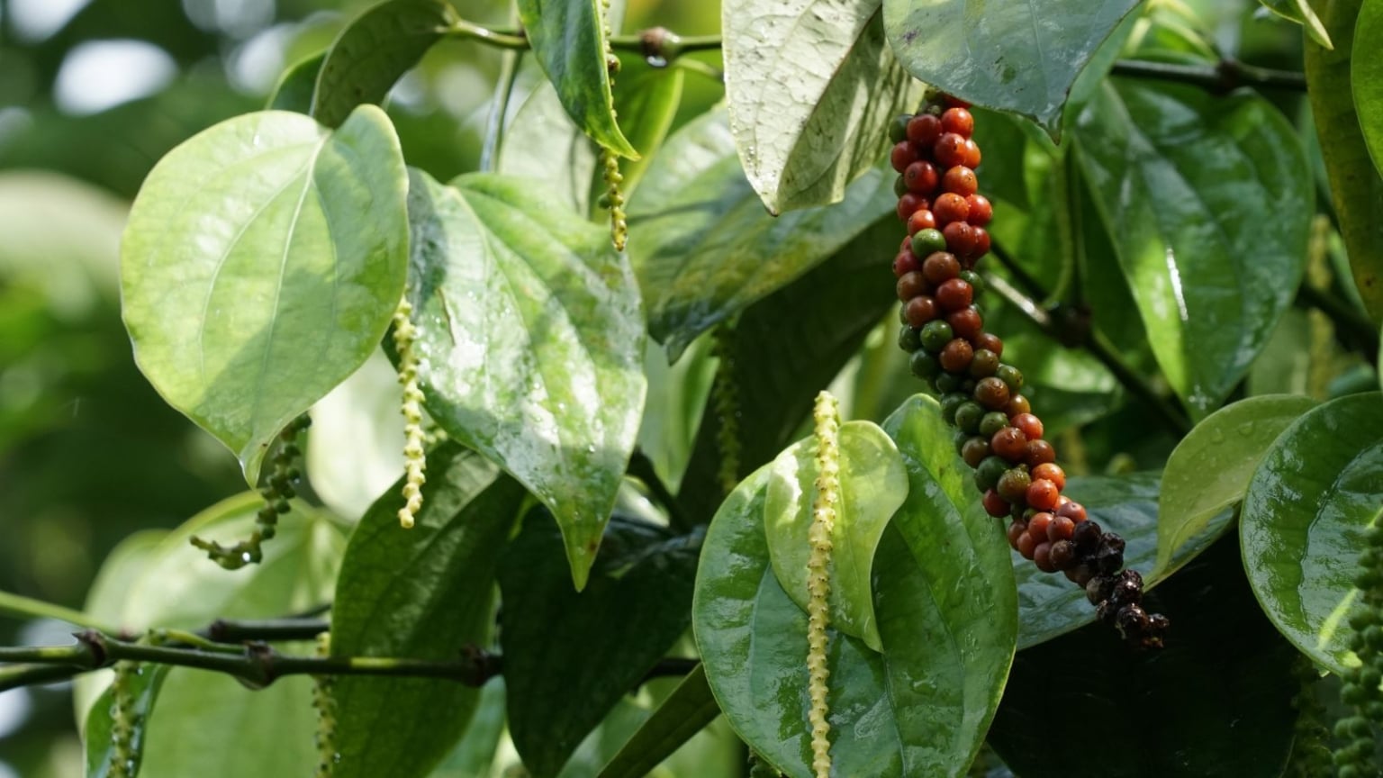 How to Plant, Grow, and Care for Peppercorn Plants