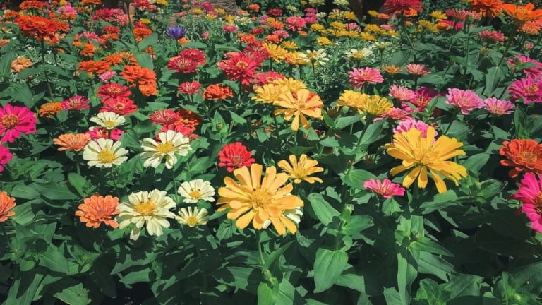 Zinnia Varieties: 21 Different Types of Zinnias
